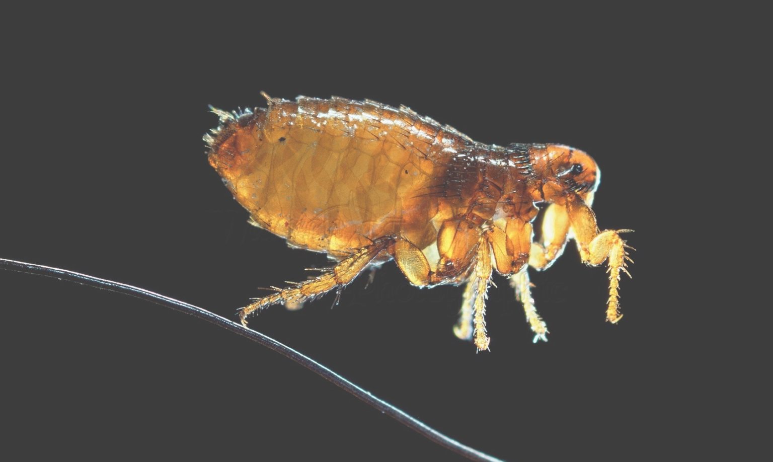 Flea and Tick Control Services - Island Pest, Singapore